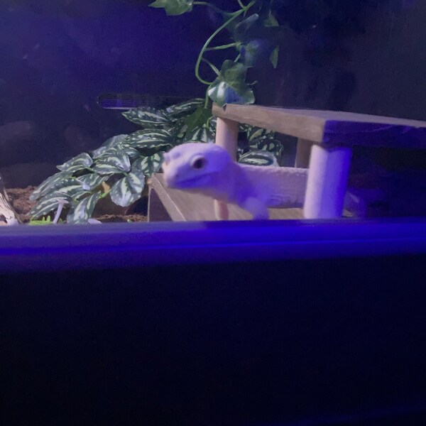 Natural Wooden Reptile Tunnel Hide. Vivarium & Terrarium Decorations ...