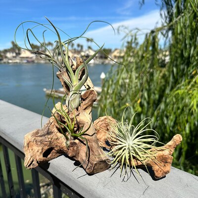 Tilly Boost 4oz Tillandsia & Bromeliad Food Air Plant Fertilizer ...