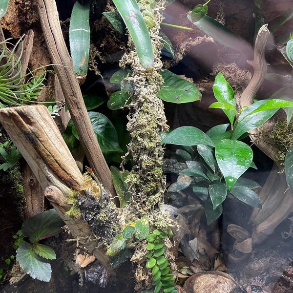 Large Terrarium Kit DIY / Live Moss / Tropical Plant, Bioactive ...