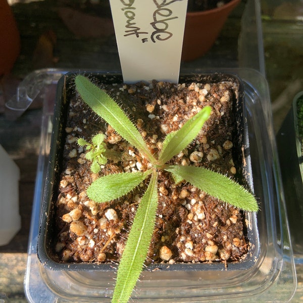 Fresh Seeds-drosera Hookeri, Australian Winter Growing Tuberous Sundew ...