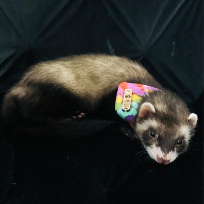 Sea Breeze Ferret Bandana Ferret Scarf Ferret Accessories Clothes for ...