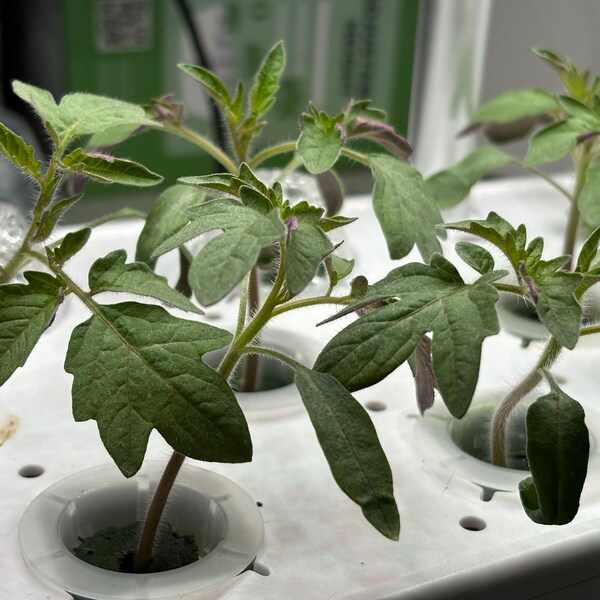 From Japan VERY RARE: 'hararasp' raspberry Tree Raspberries Growing on ...