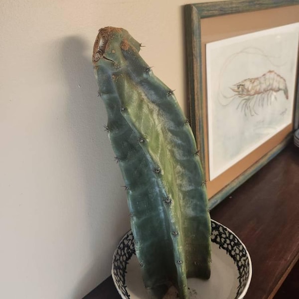 Epiphyllum, Cactus Orchid Seeds, Several Varieties - Etsy