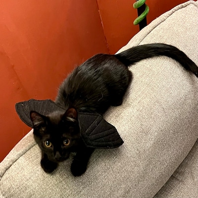 Cat Bat Wing Costume Cat Apparel / Clothing Pet - Etsy