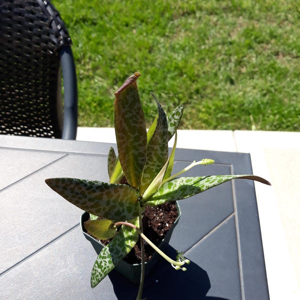 Leopard Lily (scilla Violacea, Potted Plant, Ships Potted) - Etsy