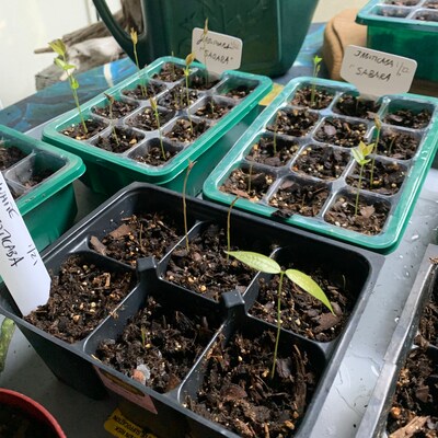 Marang Seeds Terap Artocarpus Odoratissimus Tropical Fruit Tree Seeds ...