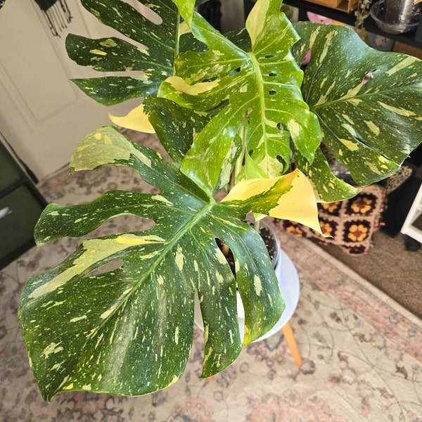 Mican Philodendron Velvet Leaf Philo Indoor & Outdoor Live Tropical ...