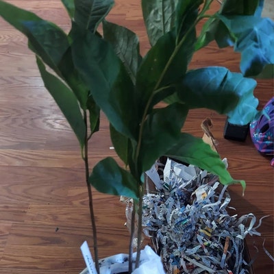 Ninebark physocarpus Opulifolius 3 Pack tubelings - Etsy