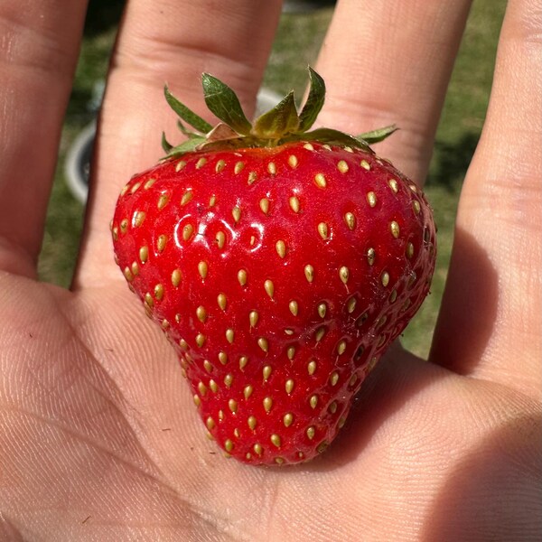 50 Strawberry Plants Jewel-superb Quality and Flavor(bundle of 50 Bare ...