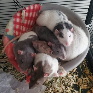 Rowdy Rats Whimsical Art Print - Etsy