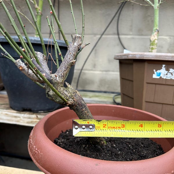 Rose 'stanley Abbey' 1gal Live Plant Shrub Rose Cut Rose - Etsy