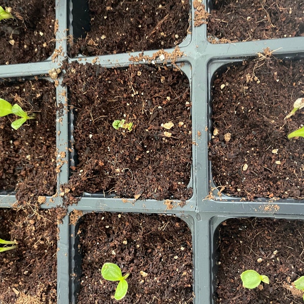 Baobab Tree- 5 Seeds -rare Seed for Tropical Growers -adansonia ...