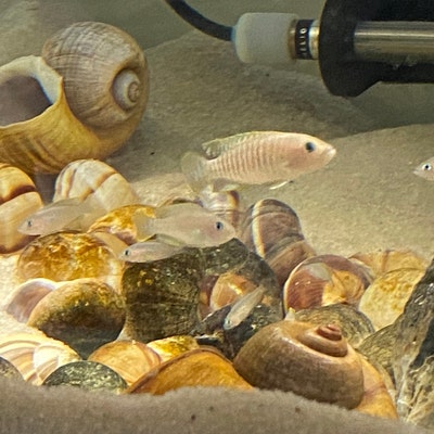 GOLD Giant Apple Snail Shells for Crafting, Craft Shells, Craft Snail ...