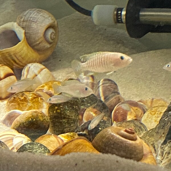 NEW for 2022! Two Hand-picked LARGE Apple Snail Shell in Handmade Jute ...