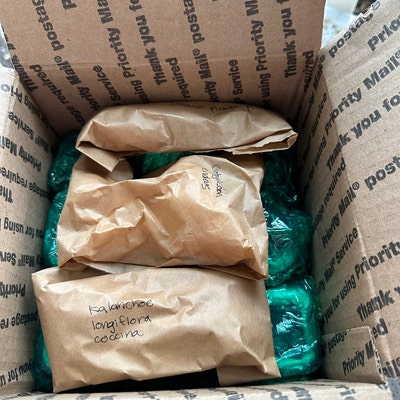 Live Succulent Arrangement in Artsy Zigzag Container - Etsy