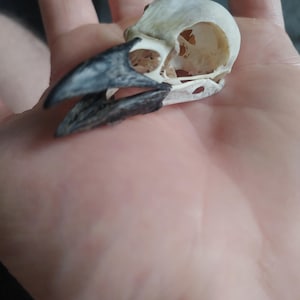 Real Carrion Crow Skull Corvus Carone Raven Corvid Taxidermy Gothic ...