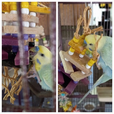 Botanical Bliss Seagrass Foraging Tray Rose Blossom Foraging Tray for ...