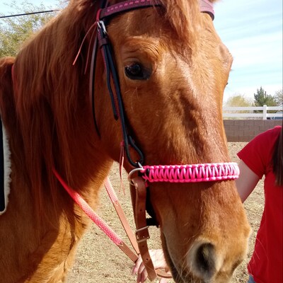 Side Pull Hackamore Hot Pink and Black Mini to Draft Size - Etsy