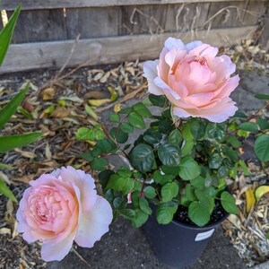 Princess Charlene De Monaco Rose Plant Potted Very Fragrant - Etsy