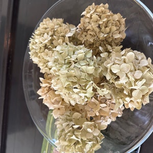 HydrangeaRangers - Etsy