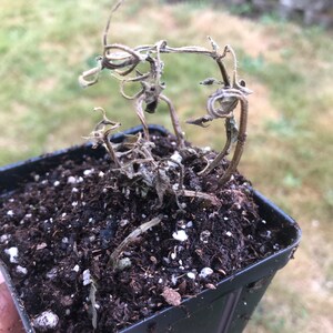 Physocarpus Opulifolius Ninebark 'nugget' Chartreuse Yellow Flowering ...