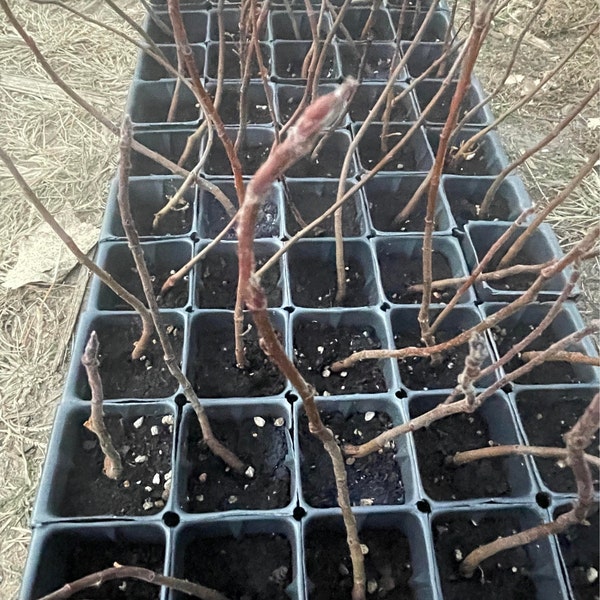 6+ Red Spruce Tree Seedlings From Maine - Etsy