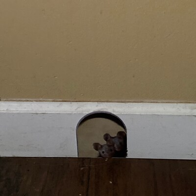 Realistic 3D Mouse Wall Sticker - Etsy