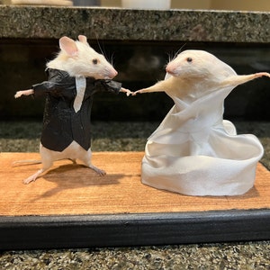 Taxidermy Rat Rasta Taxidermy Anthropomorphic Rat Curiosity - Etsy