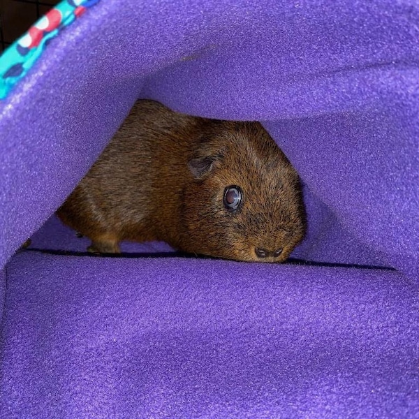 Guinea Pigs Pocket Pet Pouch - Etsy