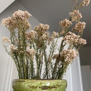 Preserved Lycopodium Bunchdried Princess Pine Grassdried - Etsy