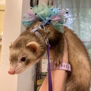 Ferret Harness Set With Leash Marble | Etsy