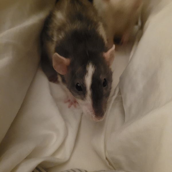 Portrait of a Fancy Rat Art Print - Etsy