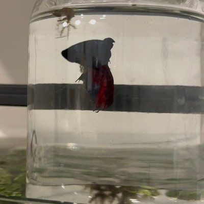 Inverted Betta Tank Holder, Panoramic View for Betta Fish, 360 View for ...