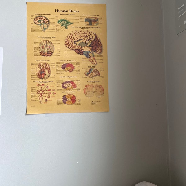 Human Brain Posters Custom Sizes and Colours Gift Silk Poster 2021 - Etsy