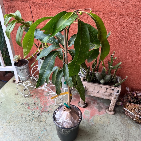 Ice Cream Dwarf Mango Tree Grafted - 18" to 24" - Etsy