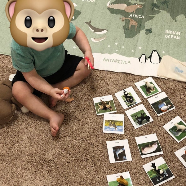 Montessori Ladybug Life Cycle 5 Parts Cards Digital PDF Downlaod ...