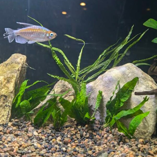 Eleocharis Vivipara Giant Hair Grass Freshwater Live Aquarium Plants ...