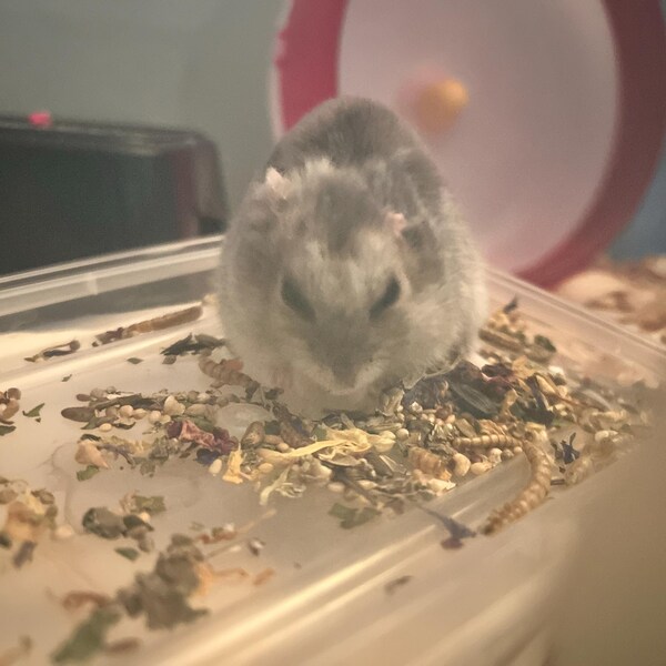 Gourmet Animal Protein Mix for Hamsters, Gerbils, Mice, & Rats ...