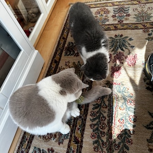 King of the Hill Svg Bundle 9 Image Svg Bundle Bobby Hill - Etsy