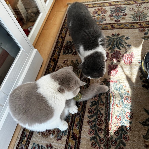 Catnip "nug" Cat Toys - Etsy