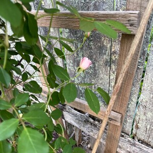 Geffner Atemoya 1 Plant 2 to 3 Feet Tall Ship in 3gal Pot - Etsy