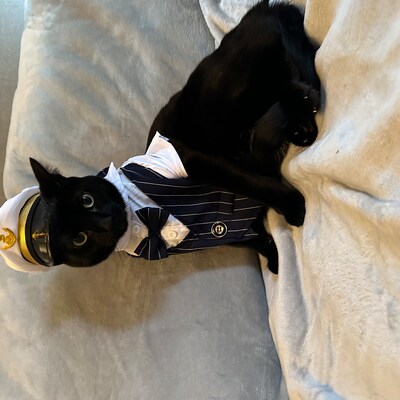 Trooper Cat Hat for Your Cat Ranger Hat for Your Cat - Etsy