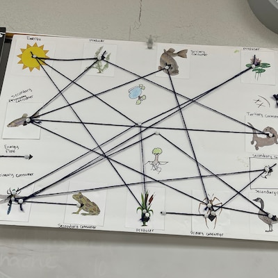 Saguaro Cactus: Classroom Set With Posters, Readings, & Activities ...