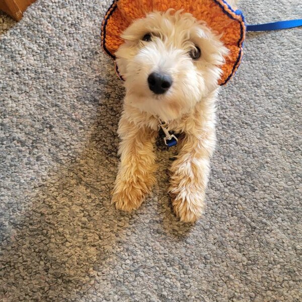 Santa Ruffle Dog Hat Crochet PATTERN - Etsy