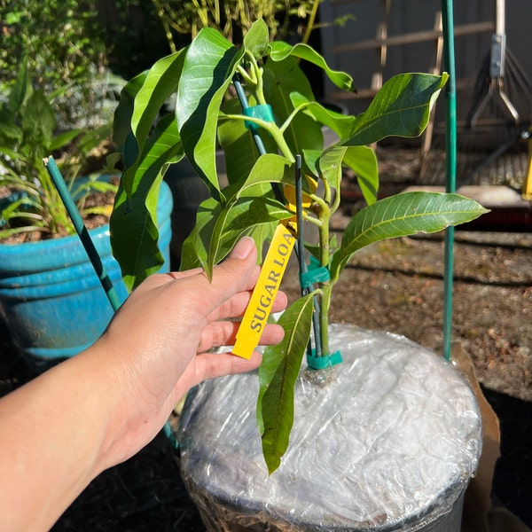 Sugar Loaf Mango Tree. Grafted in 3 Gallons Pot, No Ship to HI - Etsy