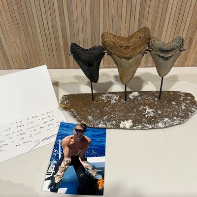 5.60 Nice Fossil Megalodon Shark Tooth Ocean Teeth - Etsy