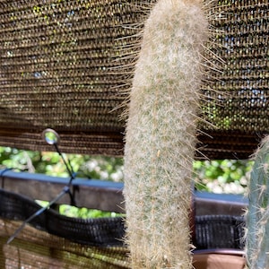 Exact Espostoa Lanata - Snow Pole Cactus, Fully Rooted, Columnar Type ...