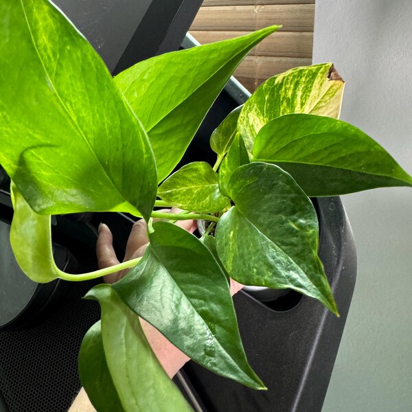 Peperomia Incana, Felted Peperomia, Fuzzy, Soft Hairy Leaves. Fast ...