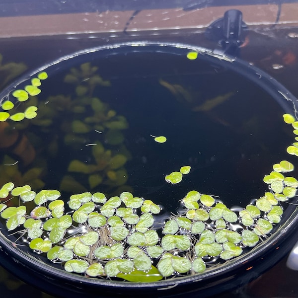 Water Spangles Salvinia Minima Floating Plant Freshwater Aquarium Plant ...