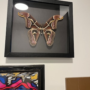 Real Tiny Blue Butterfly Framed Taxidermy Jamides Euchylas - Etsy